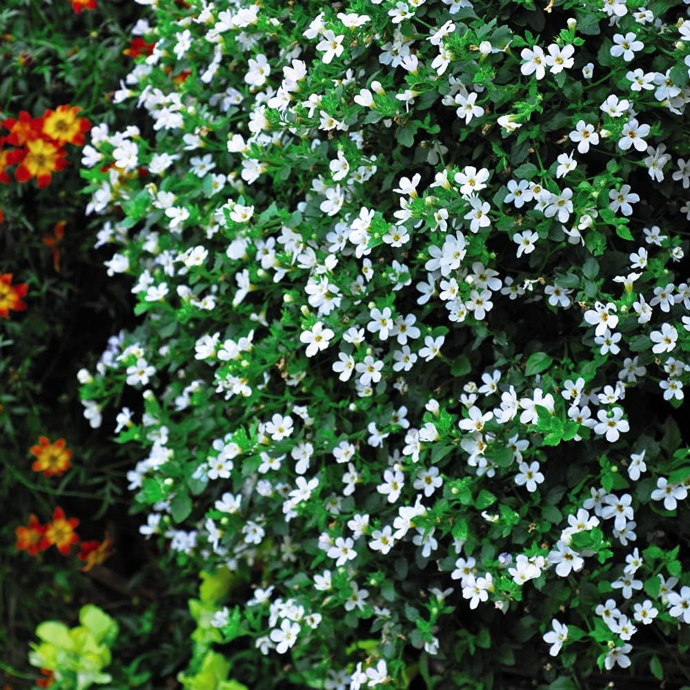 Bacopa Snowtopia Garden Plant Half-Hardy Annual Flowering Garden Plants ...