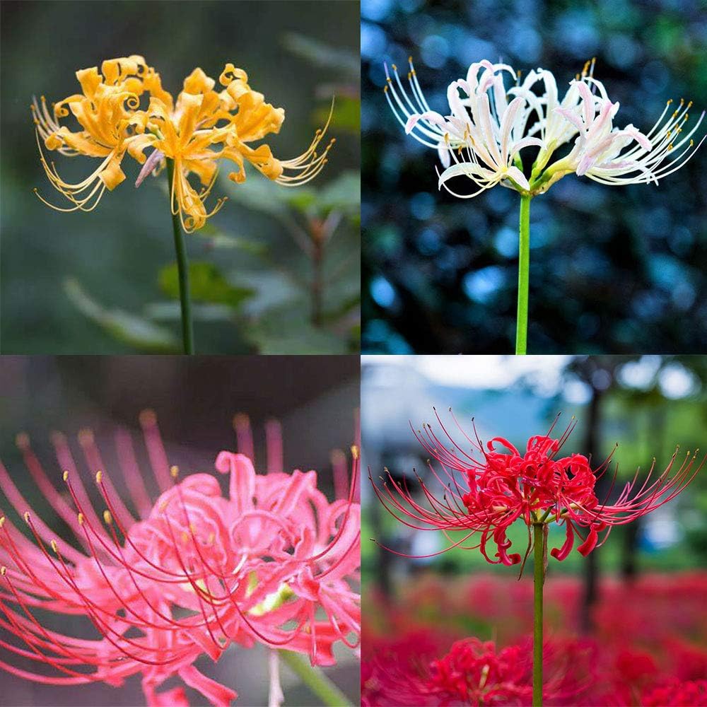 Amazon.com : Mix Lycoris Bulbs-4 Bulbs-Fresh Lycoris Bulbs Spider Lily ...