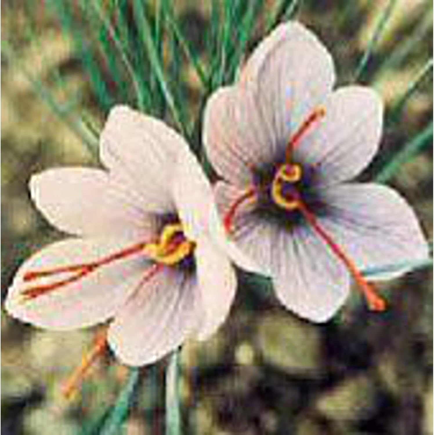 Amazon.com : Saffron Bulbs Seeds (20+ Seeds) | Non GMO | Vegetable ...