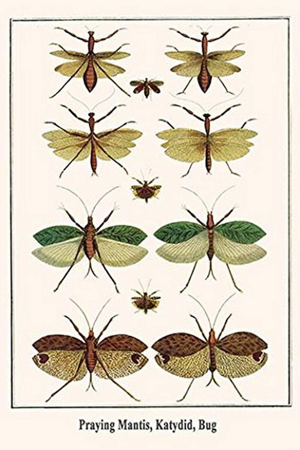 Katydid Drawing Thailand Forest Katydid (Orthoptera) Real Preserved