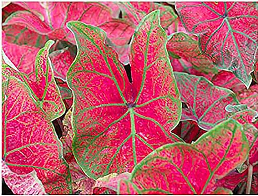 Amazon.com : Festivia Caladium Bulbs - 3 Large Bulbs - Vibrant Red and ...