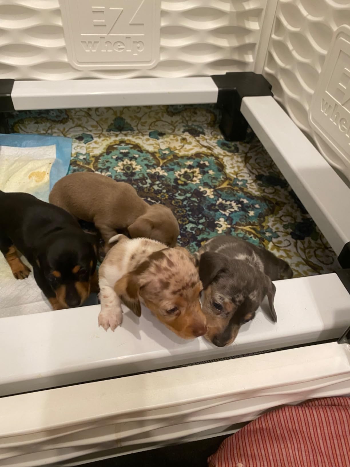 $33/mo - Finance EZWHELP EZCLASSIC Whelping Box for Dogs and Puppies ...