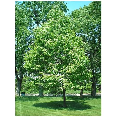 Amazon.com : Hybrid Chestnut Tree Seeds for Planting - Best Chestnut ...