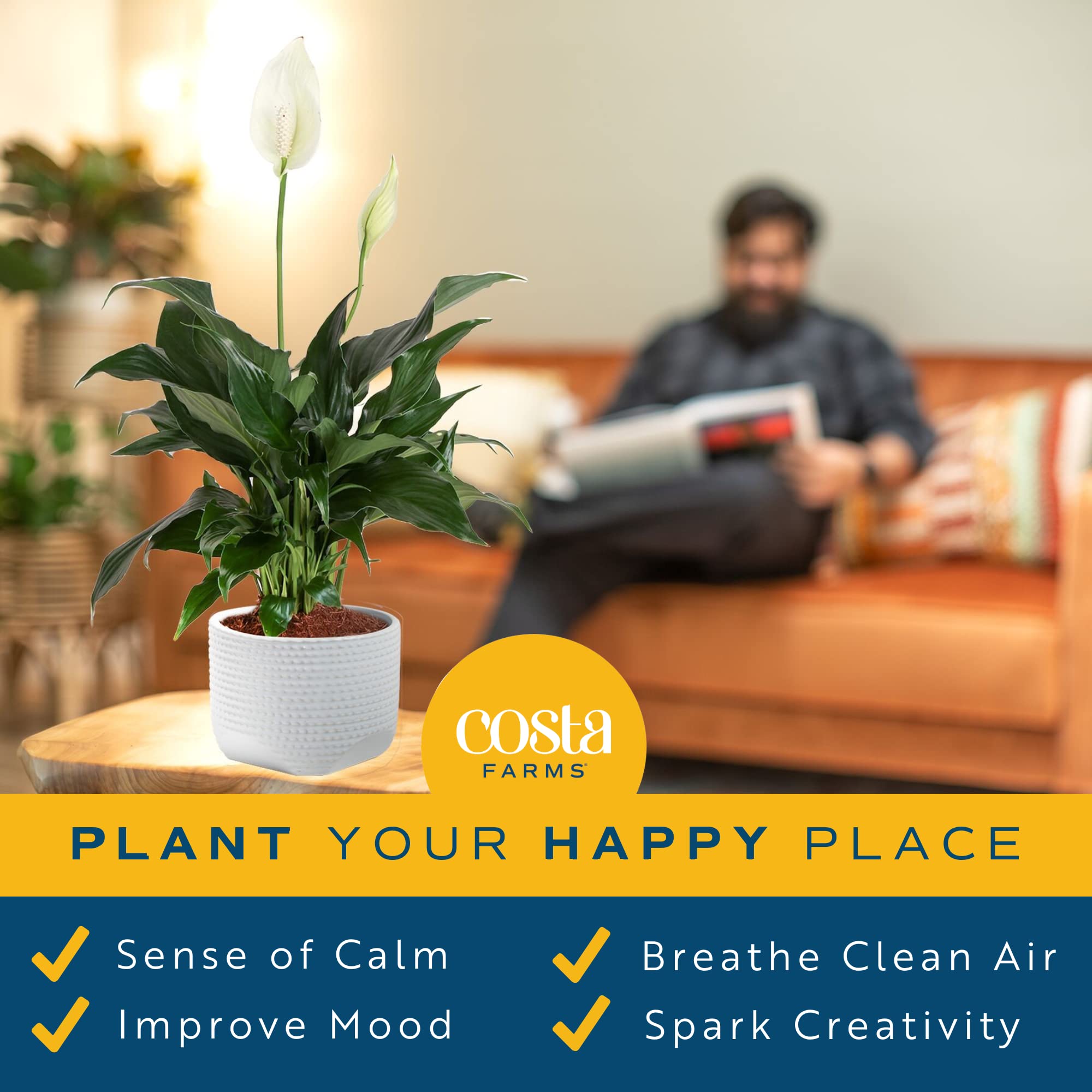 Indoor Plants Low Light Clean Air