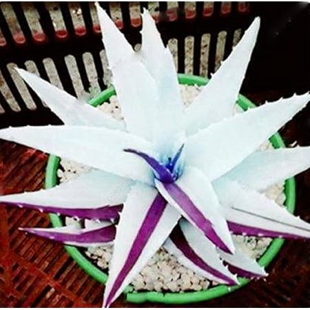 Amazon.com : CHUXAY GARDEN White Purple Aloe Vera Plant Seed 120 Seeds ...