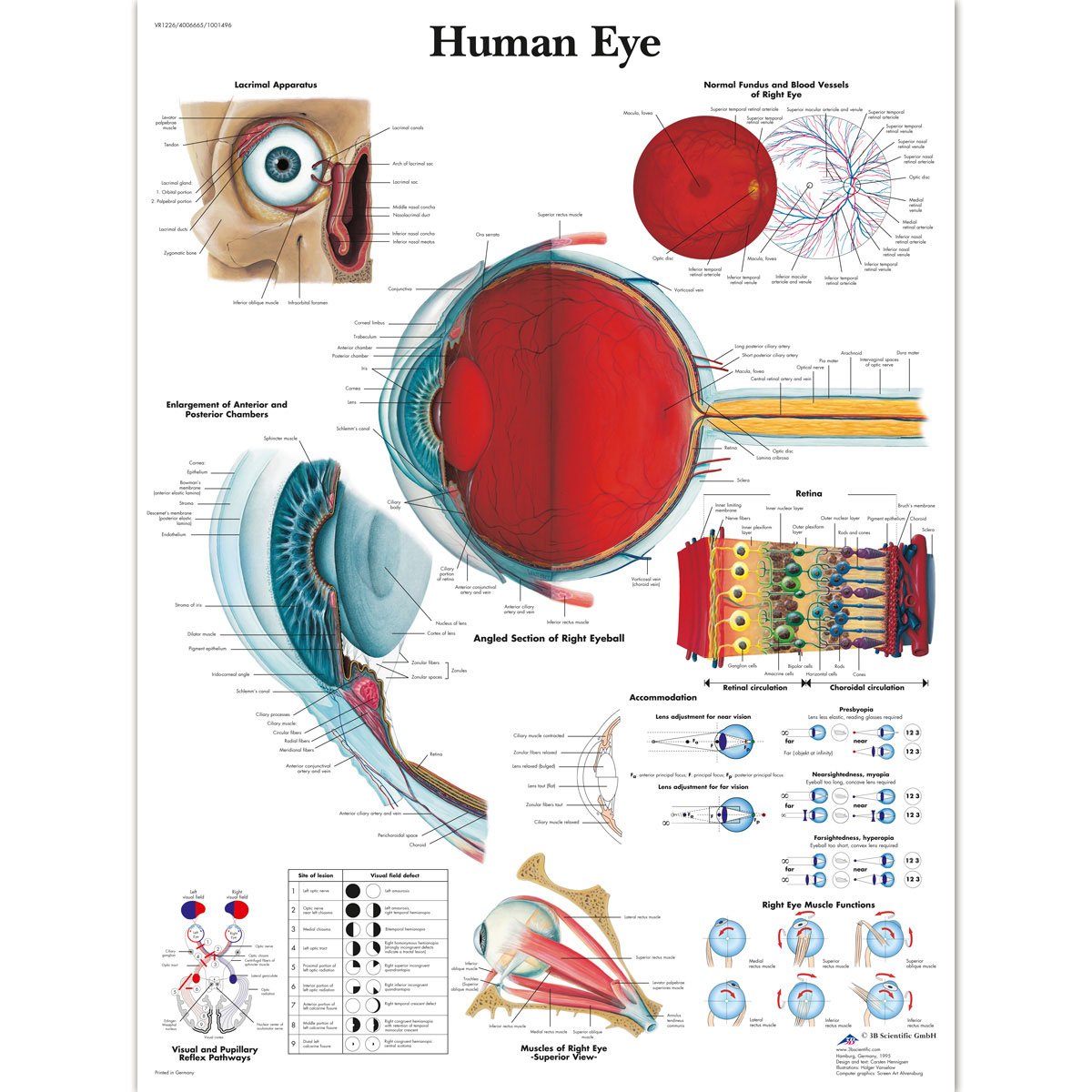 Buy 3B Scientific VR1226L Human Anatomy - Human Eye Chart, Laminated ...