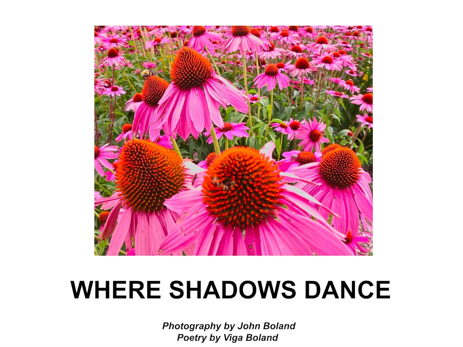 Amazon.com: WHERE SHADOWS DANCE: a poetic journey through photographs ...