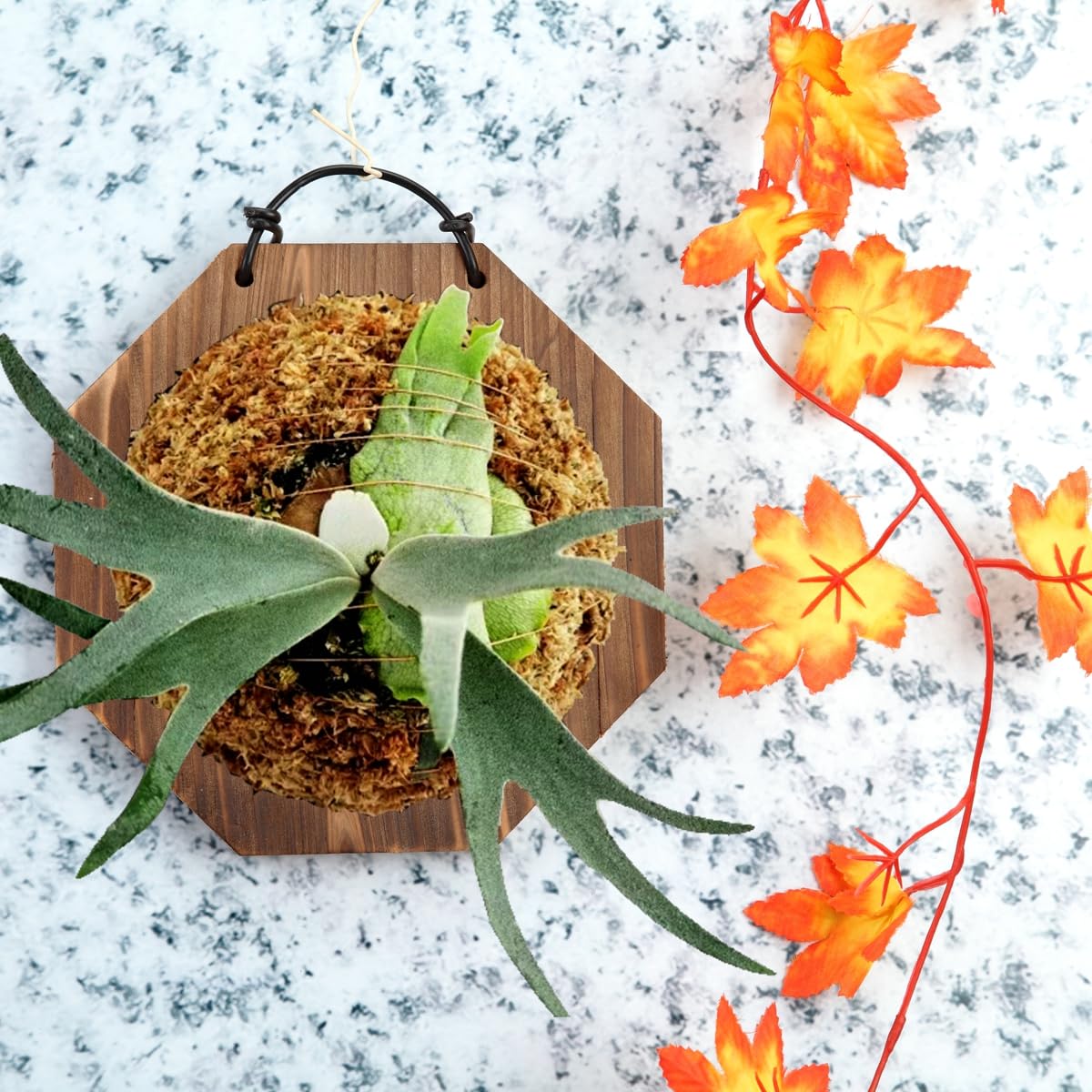 Snapklik.com : Staghorn Fern Mounting Board Wall Planter Hanging ...