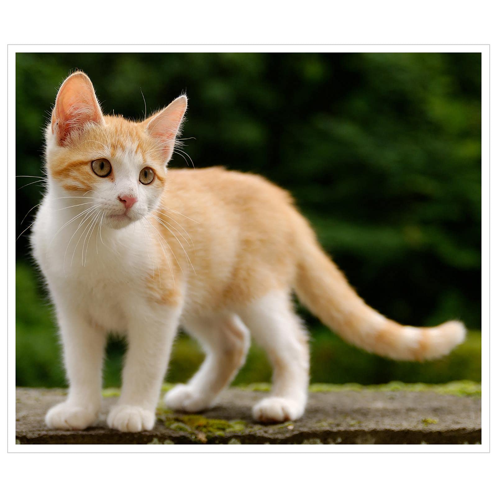 Ginger And White Tabby Cat