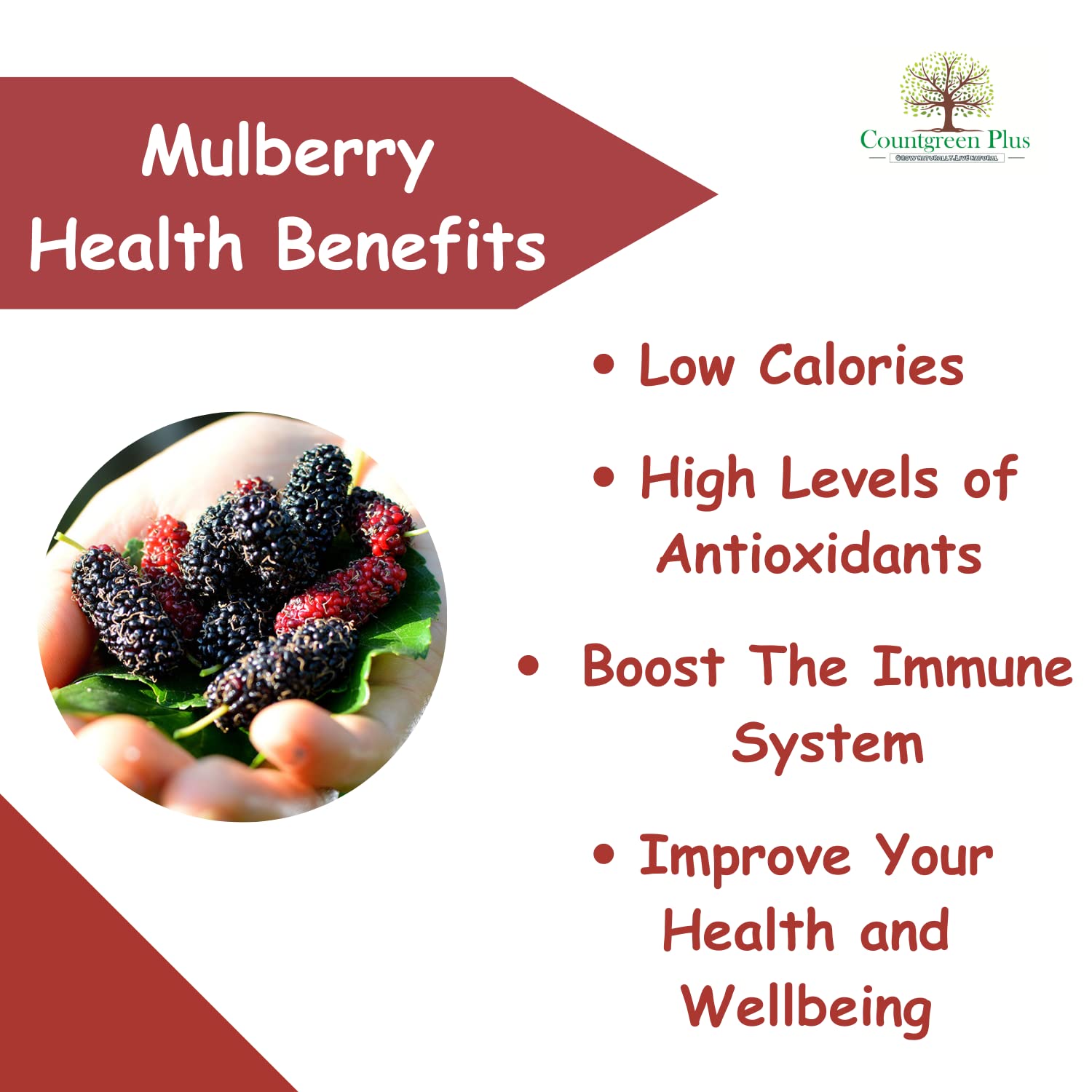 Mulberry Fruit Benefits 🌿 Did You Know Mulberries Belong To The