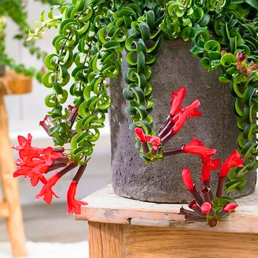 Amazon.com : Curly Lipstick Plants, Red Aeschynanthus Lipstick in 3 ...