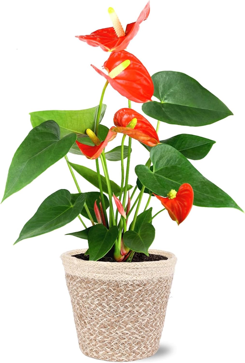 Amazon.com: Just Add Ice JA5117 Coral Anthurium in Cream Boho Ivo Jute ...