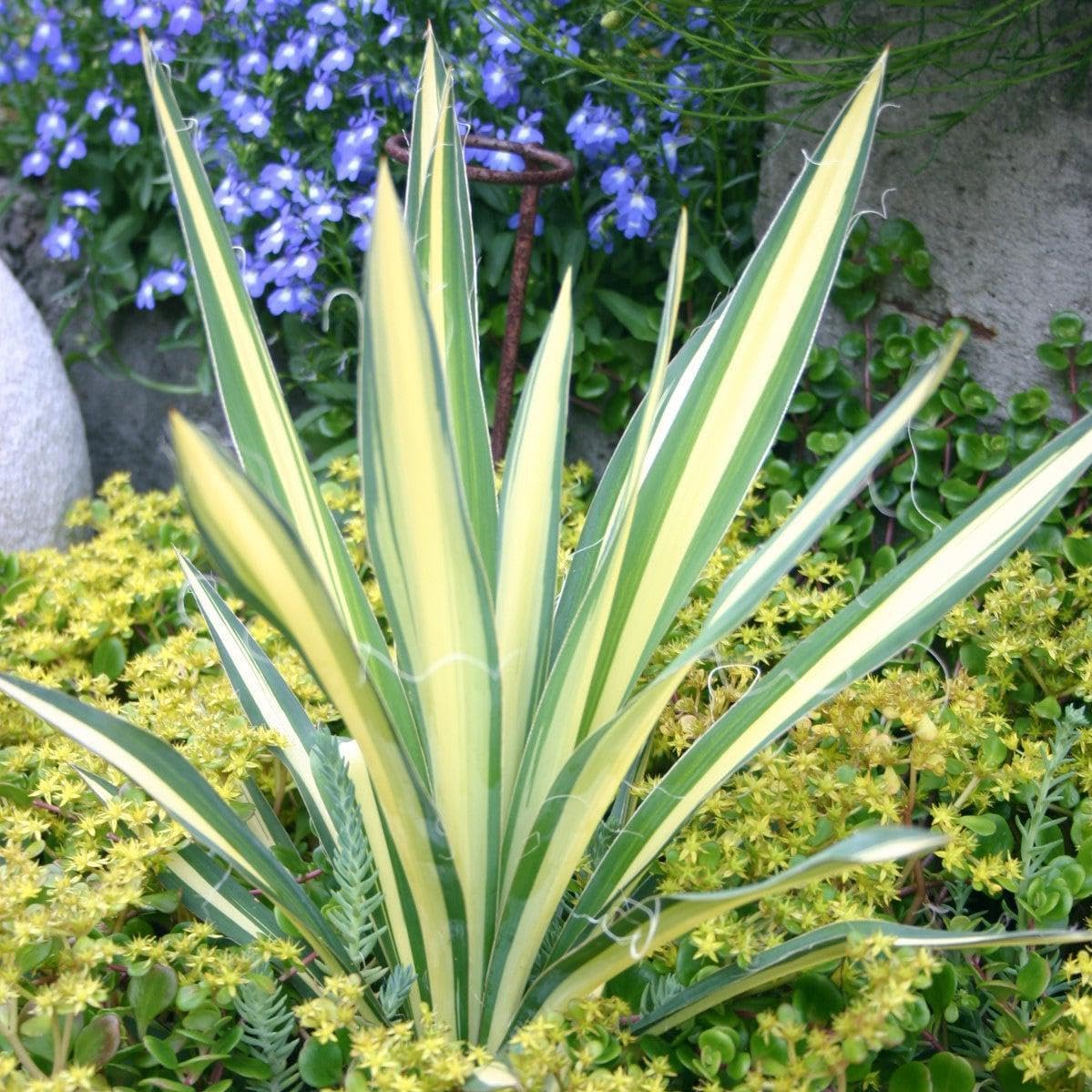 Amazon.com : Color Guard Adam's Needle, Yucca, 3 Gallon : Patio, Lawn ...