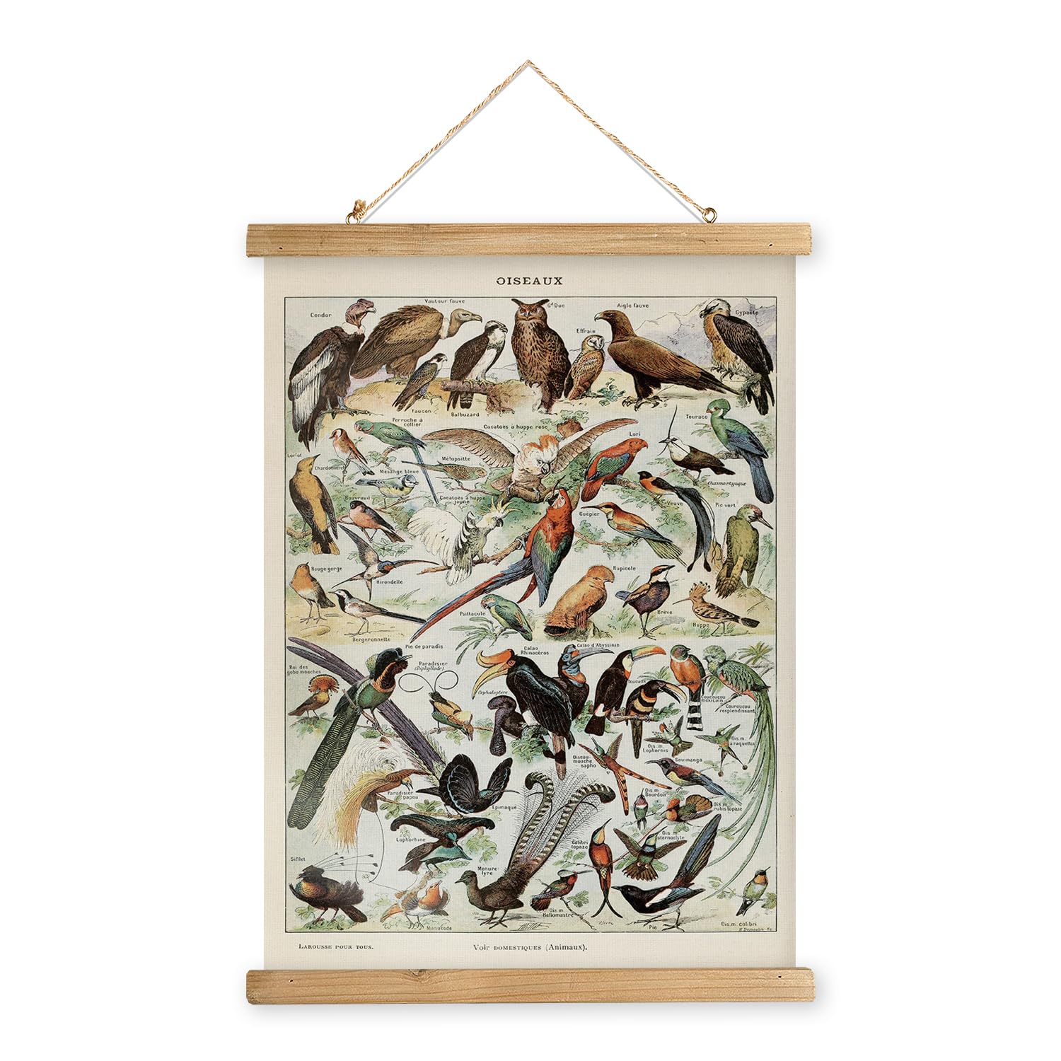 Amazon.com: MIDEFINCH Vintage Bird Chart Poster – Antique ...