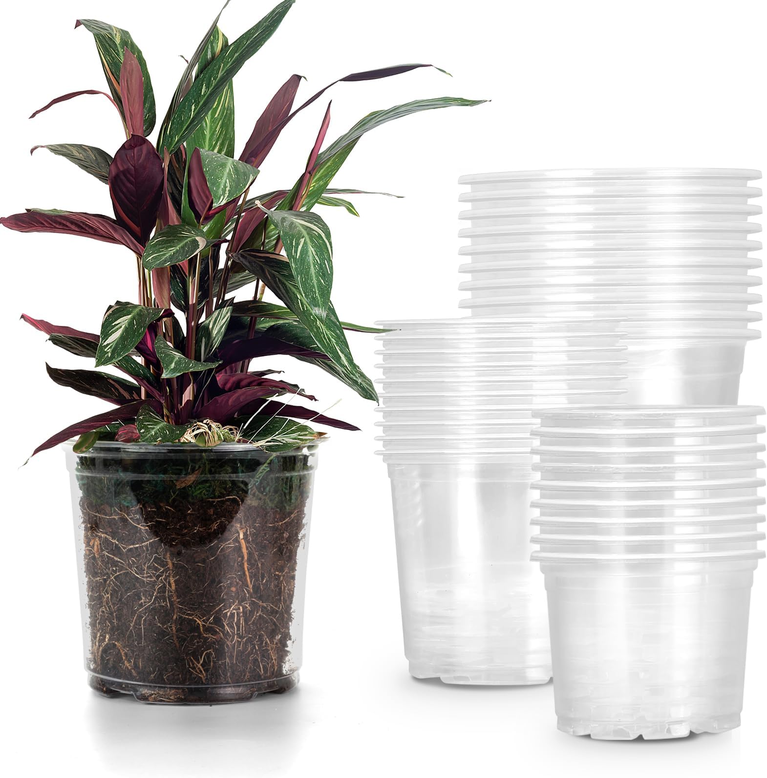 Amazon.com: GREENPARA Transparent Plastic Planter 4 inch Plant Nursery ...