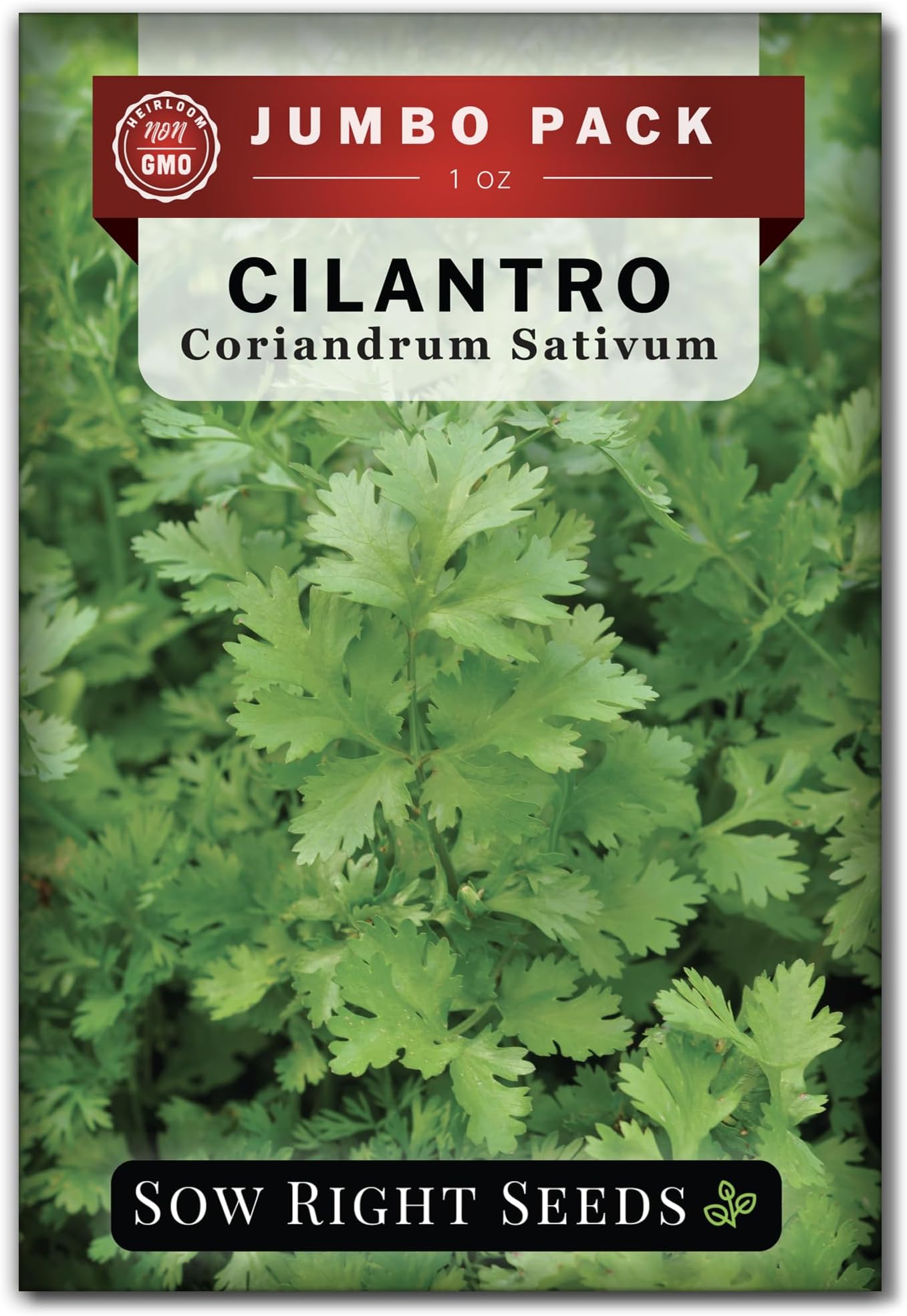 Amazon.com : Sow Right Seeds - Bulk Cilantro Seeds for Planting - 1 ...