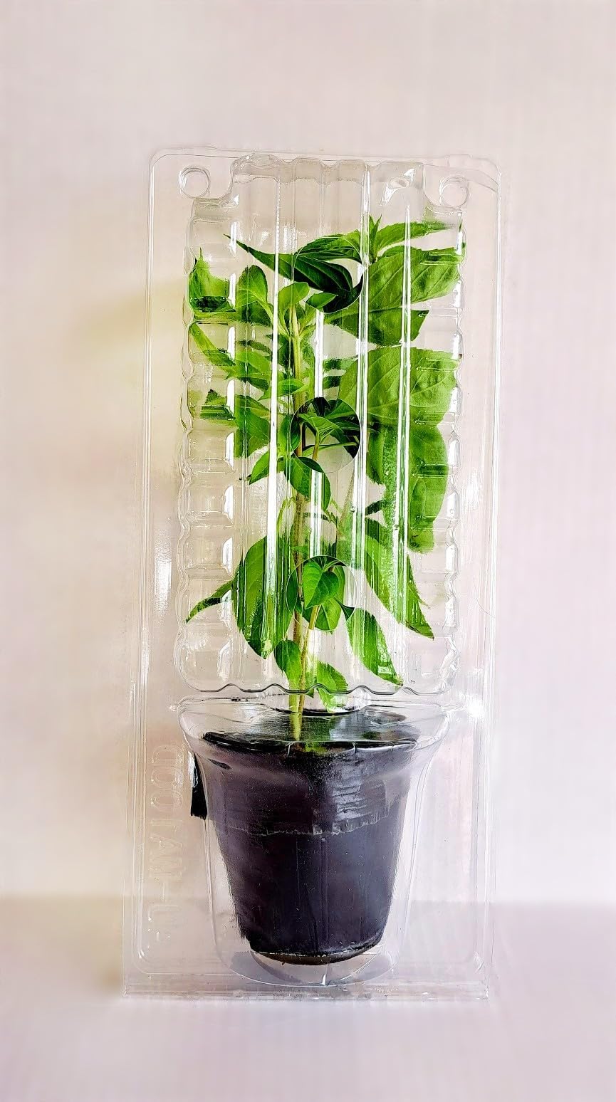 Amazon.com : Lil Gnomies Live Plant Shipper 7 Inch Clone Shipping ...