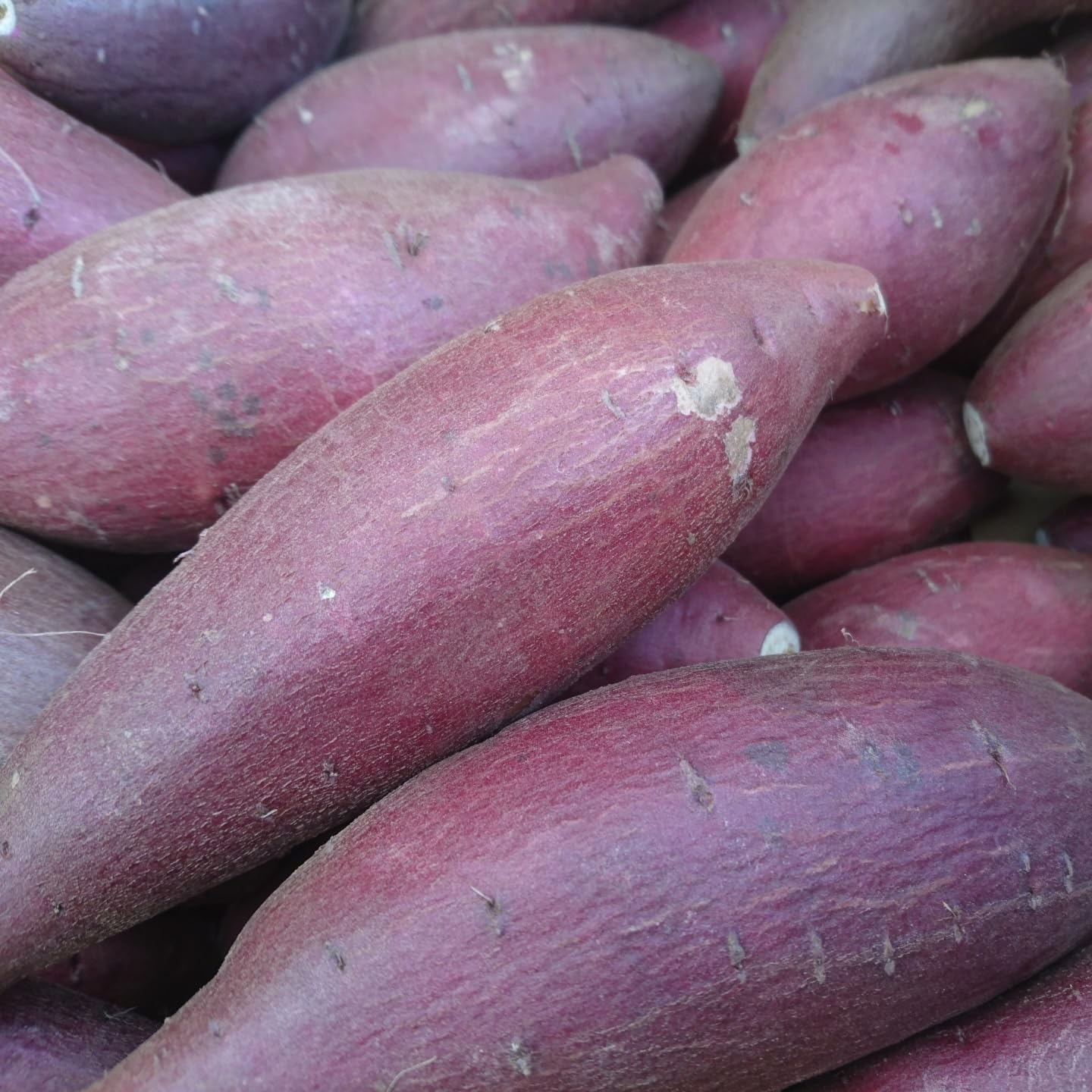 Amazon | 【MSKSHOP】最高級 おいも屋さんのさつまいも シルクスイート A品 Mサイズ 千葉 茨城県産 スイートポテト しっとり焼芋 選べるサイズ (5kg) | MSKSHOP ...