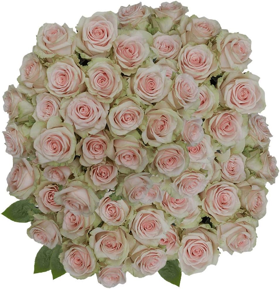 Amazon.com : GlobalRose 150 Fresh Cut Cream and Pink Roses - Exciting ...