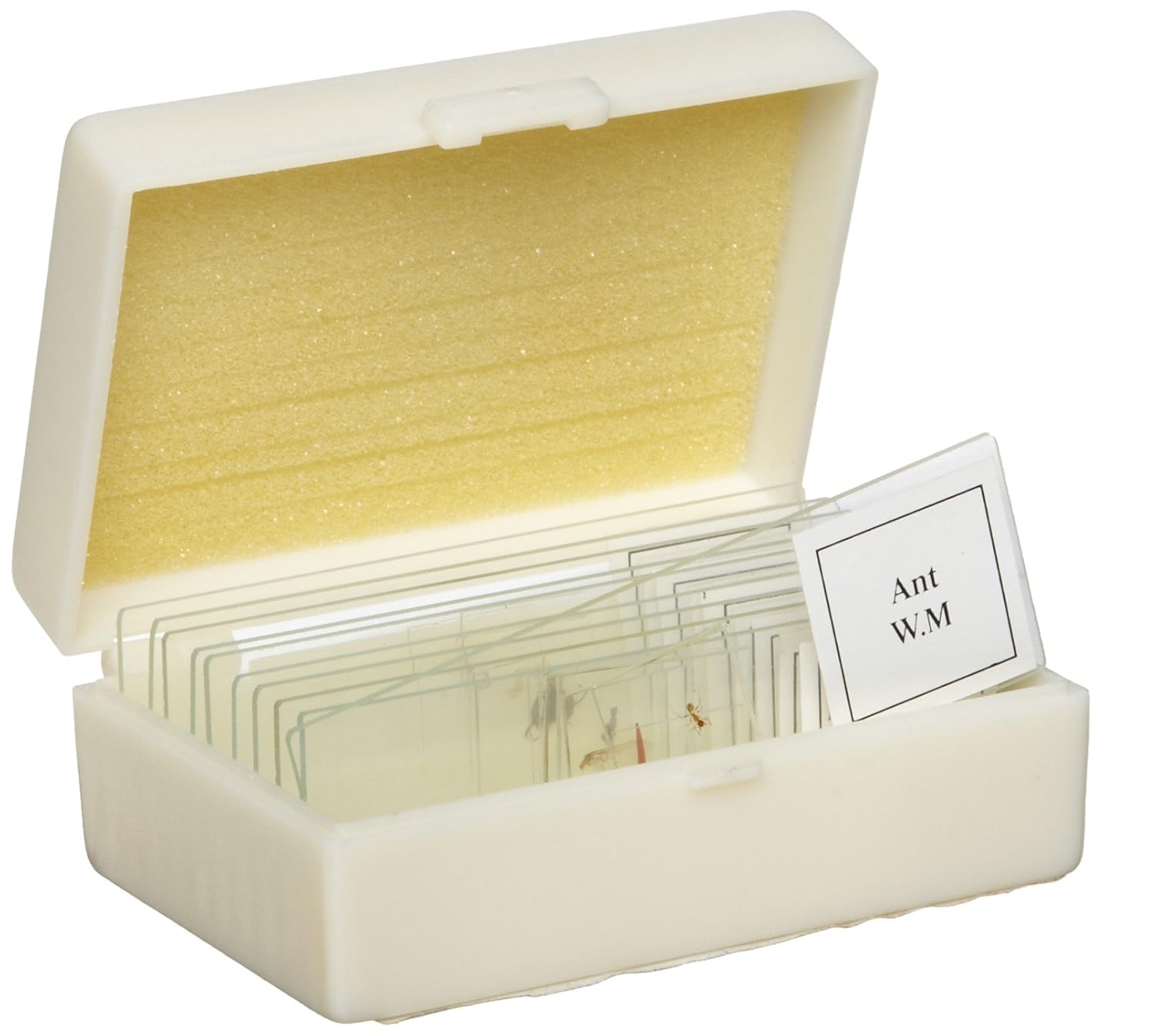 American Educational 7-1351 10 Piece Glass Prepared Microscope Slide ...