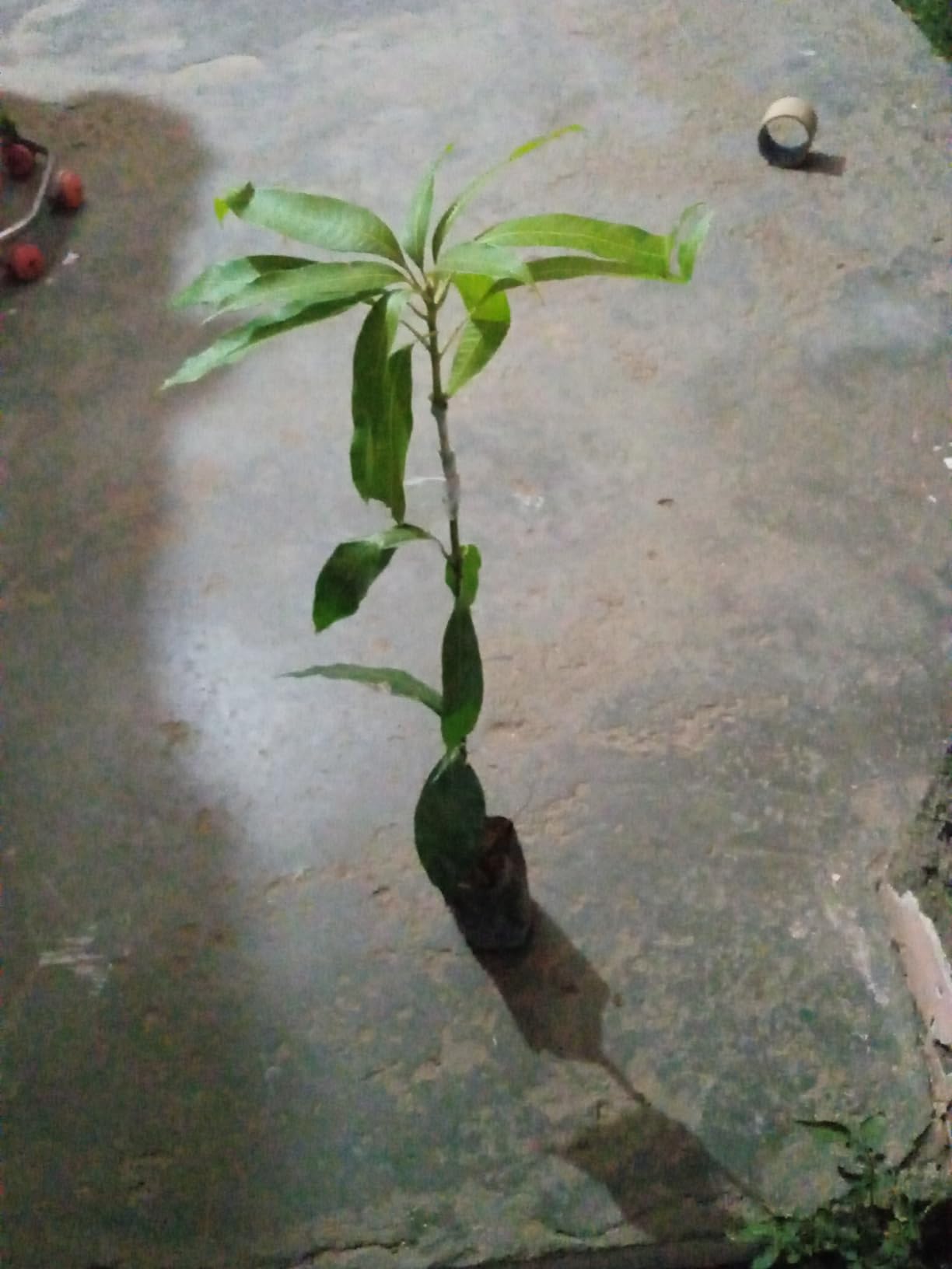 RISHIKA PLANT HOUSE (GRAFTED) Red Ivory Mango Plant,Aam, Amba " Special ...