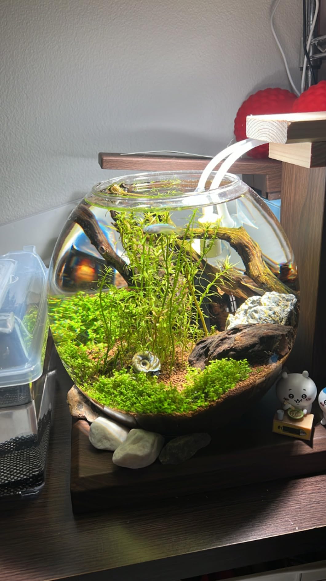 Amazon.co.jp: ジェックス GEX AQUARIUM グラスアクア PERCO T-WH オールインワン水槽 インテリア 水槽セット 水換え簡単 コンパクト水槽 約6L ホワイト ...