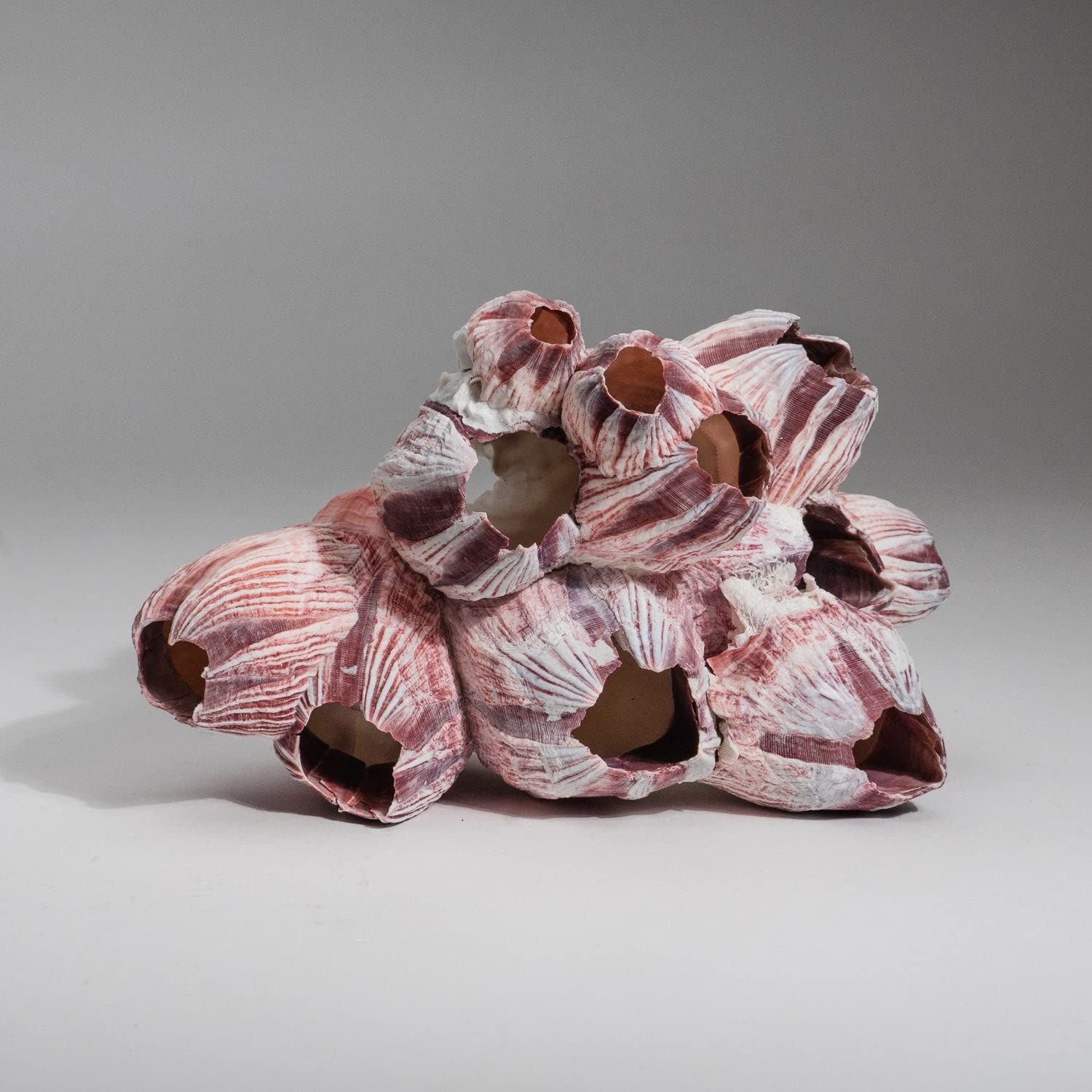 Acorn Barnacle