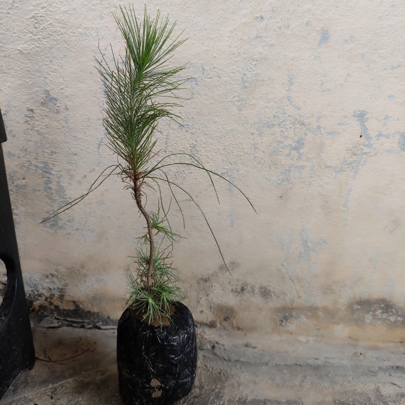 Healthy Vibe Plants Pine Tree Live Plant/Himalayan Plant/Cedrus Deodara ...