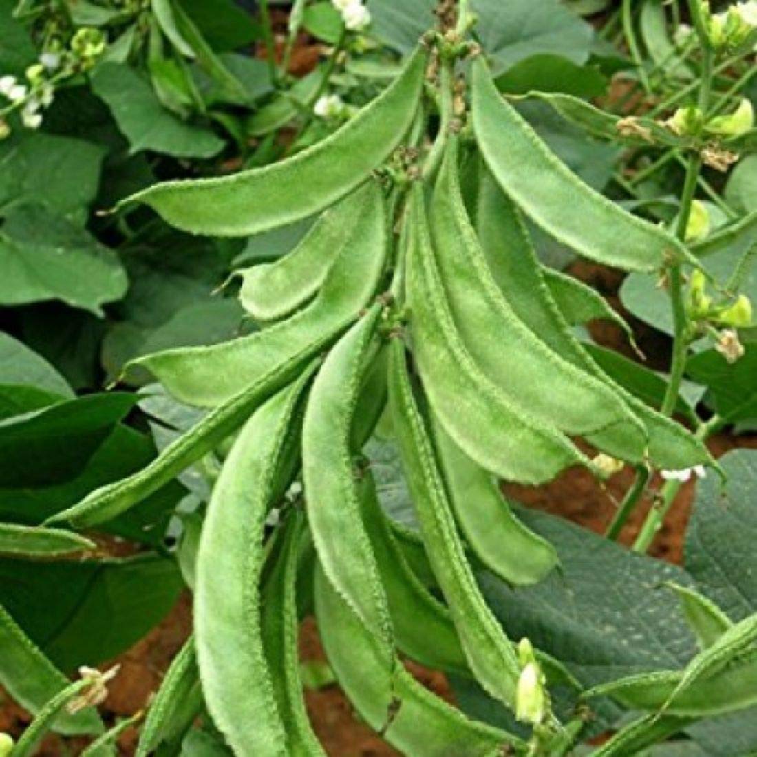 Kannan Enterprises Organic Natural Green Avarai Seeds 10 Count : Amazon ...