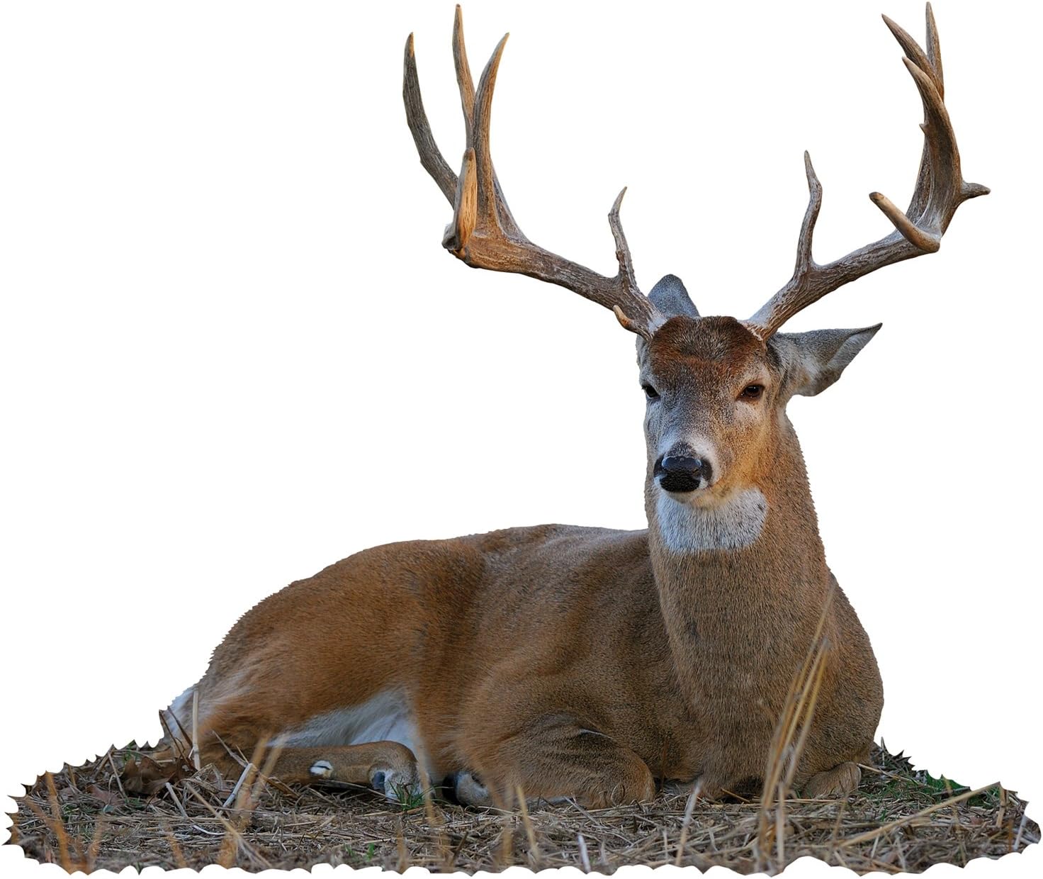 Amazon.com: Mossy Oak Graphics ( 22041-C) 'Deer Bedded Buck' Cut-Out ...