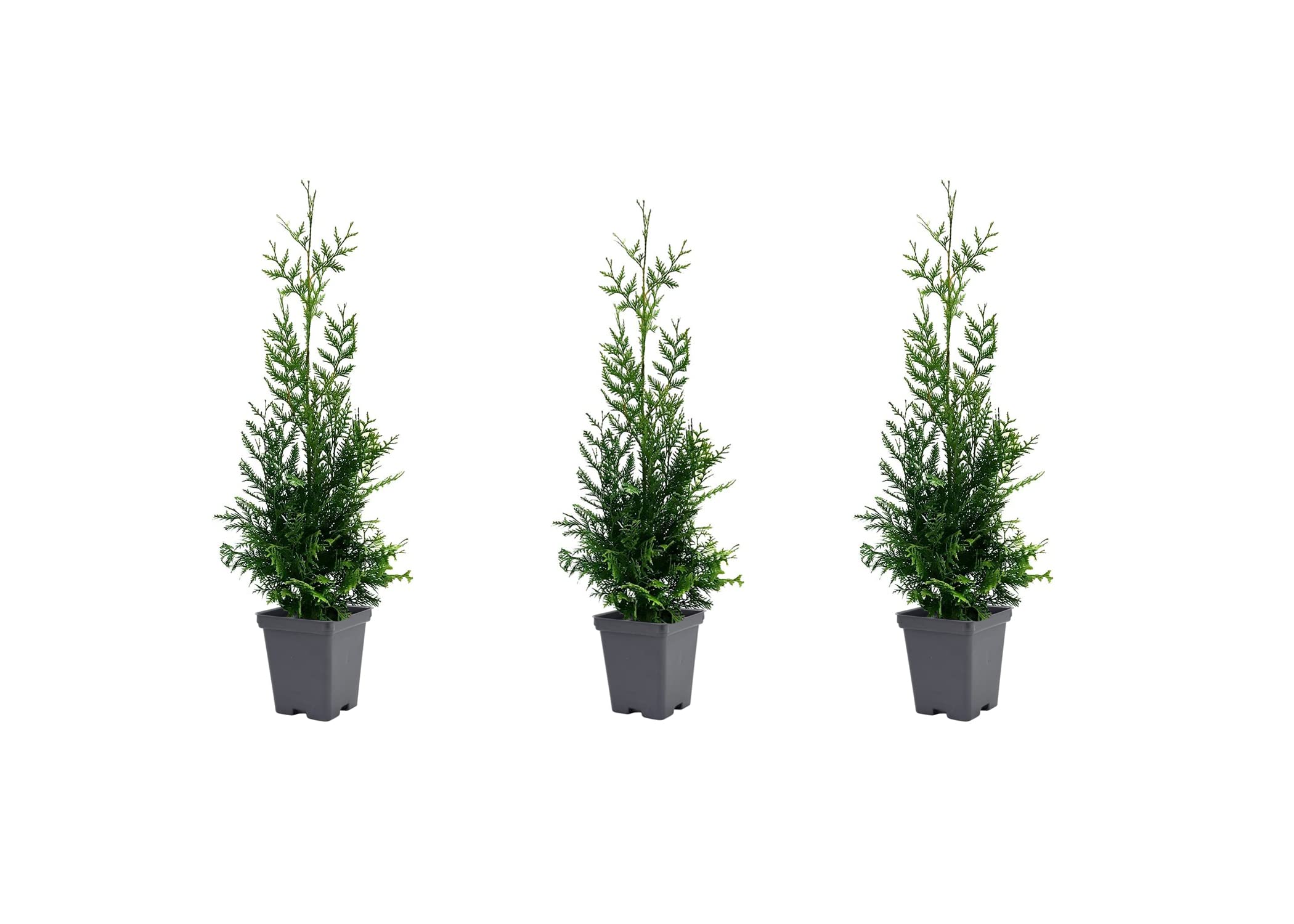 Green Giant Sizes