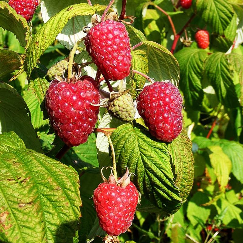 Amazon.com : Pack 2 Southern Raspberry Plants Live for Planting, Red ...