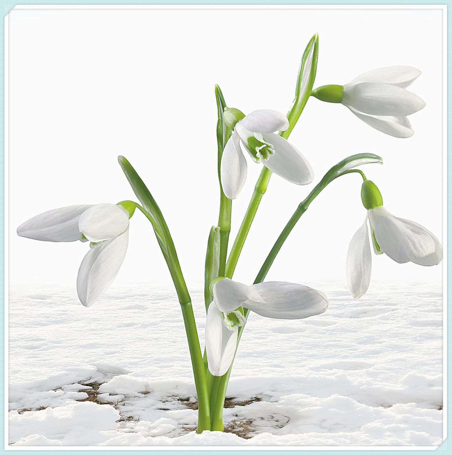 Amazon.com : Snowdrop Planting - Tubers Planting Fall or Spring Simple ...
