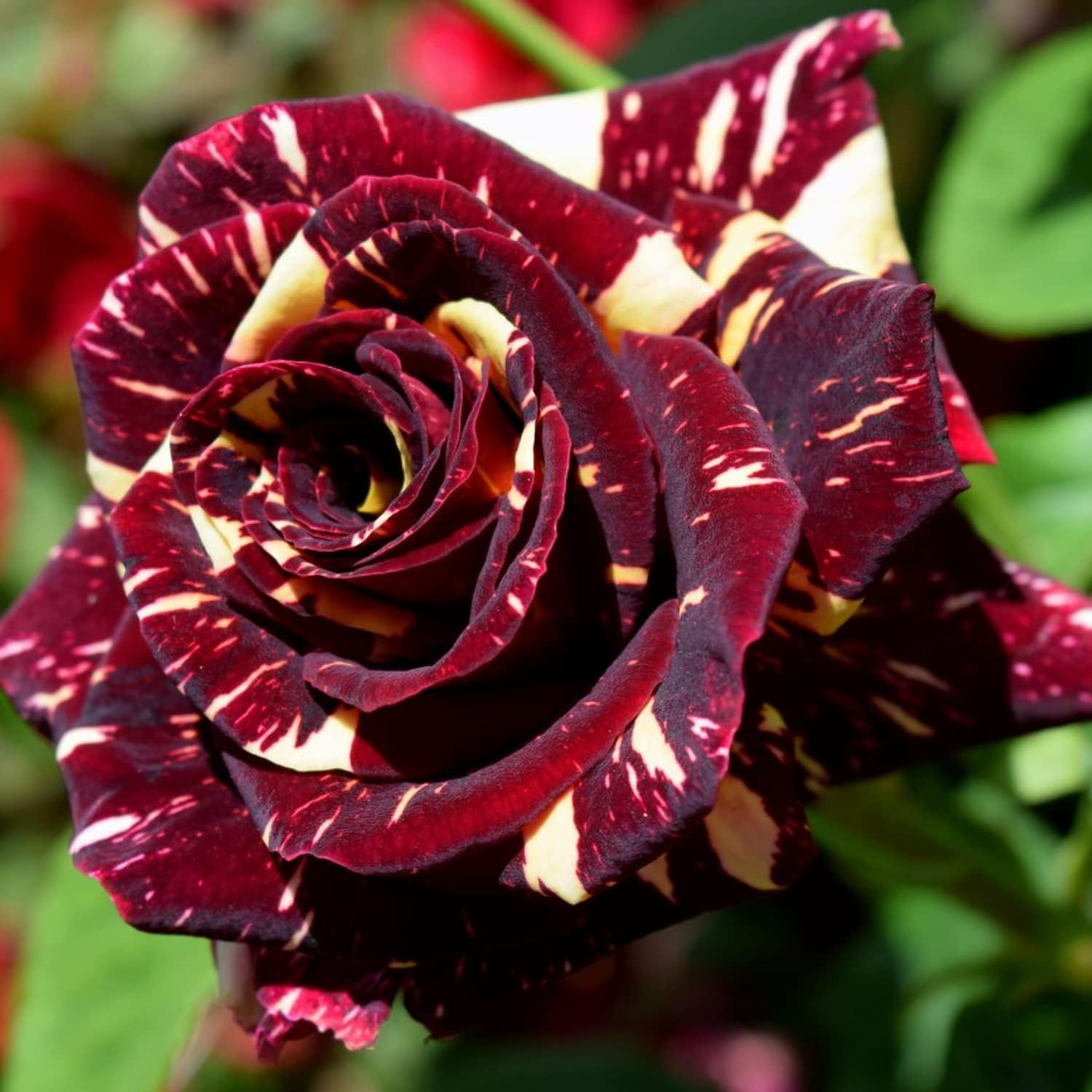 Amazon.com : Rose Bushes Ready to Plant Outdoors, Rare Rose Flowers ...