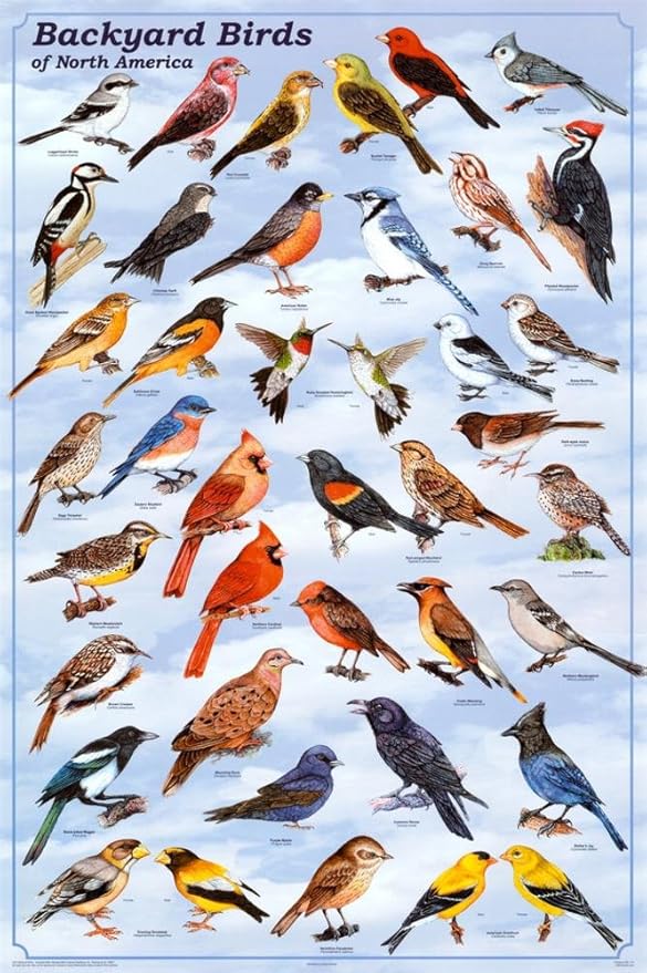 Amazon.com: Backyard Birds Poster, 24x36: Posters & Prints