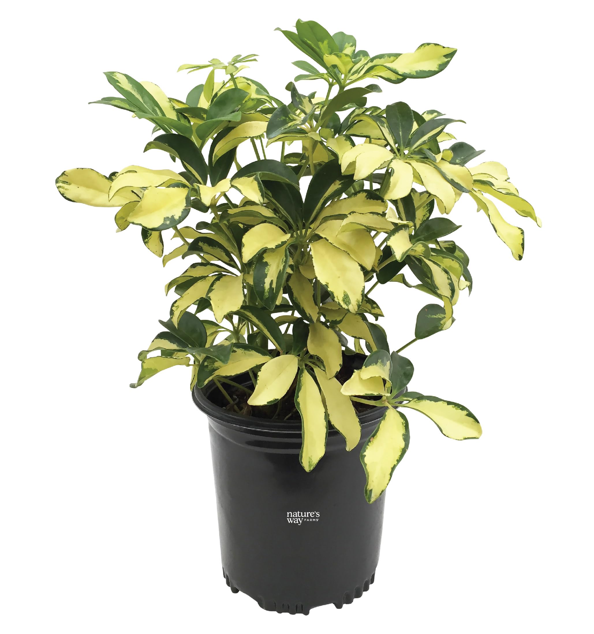 Amazon.com : Nature's Way Farms Arboricola Trinette Live Plant (18-24 ...
