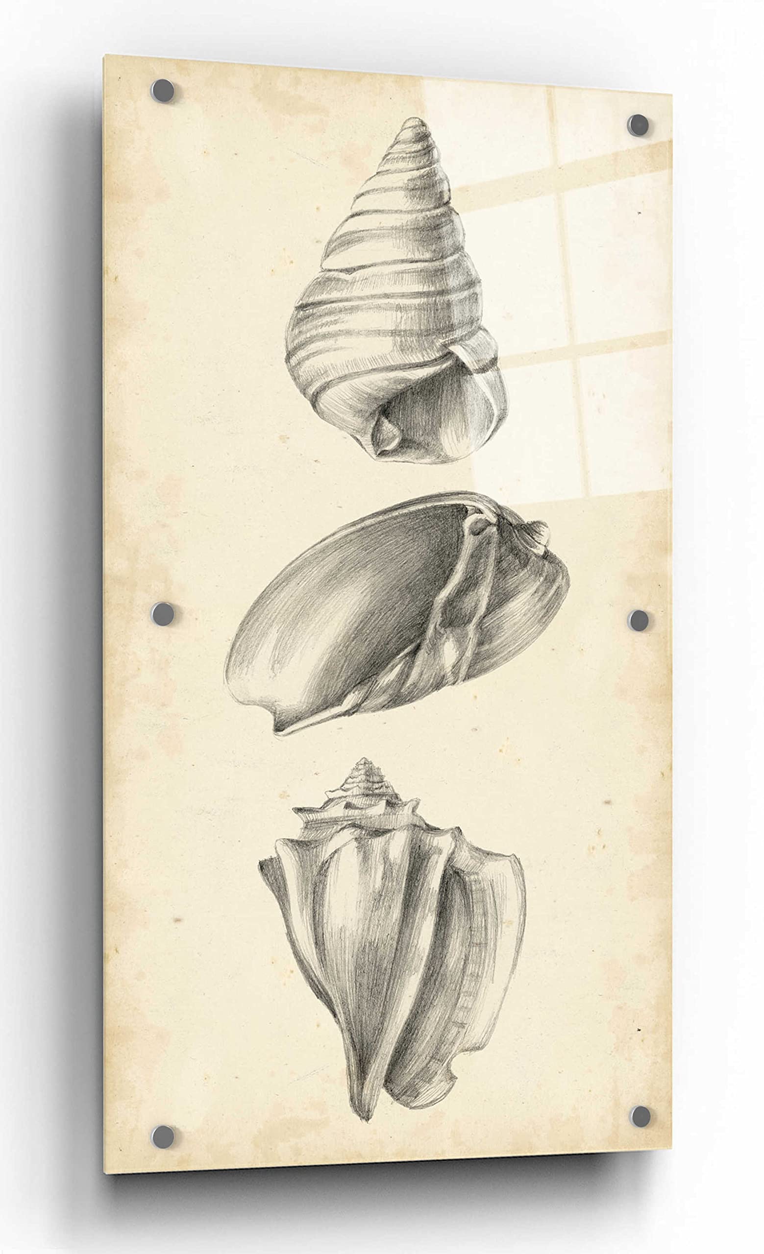 Antique Shell Drawings