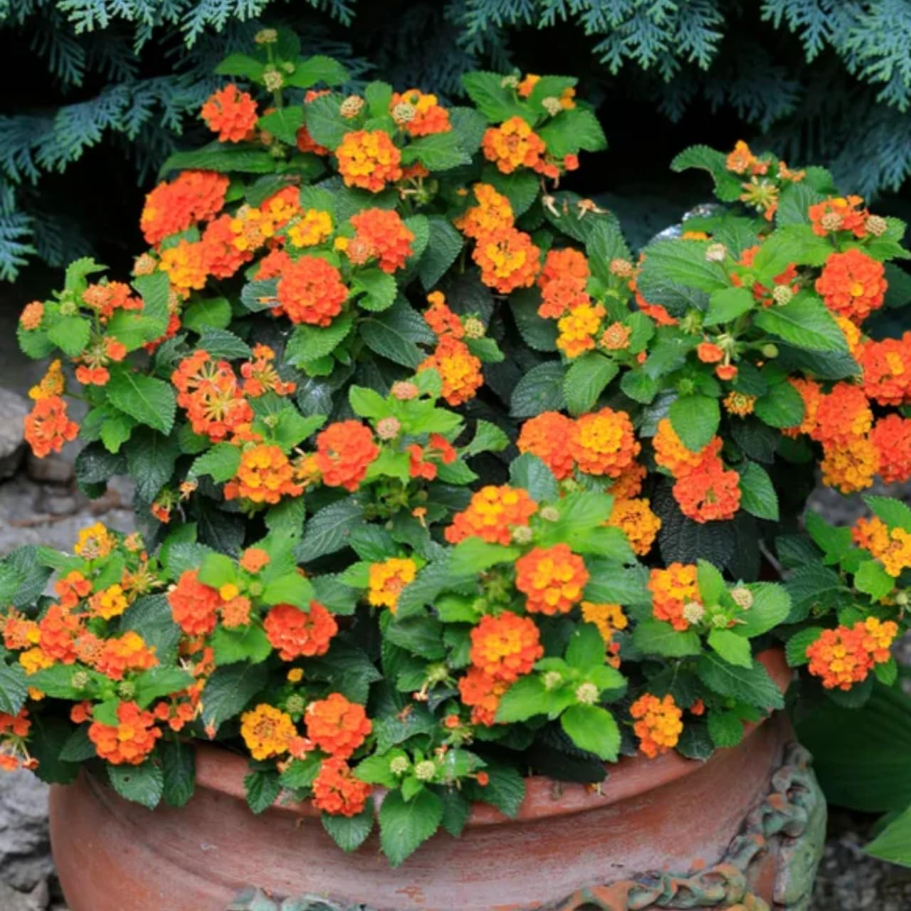 Amazon.com : Lot 2 Bright Orange Lantana Live Plants for Planting ...