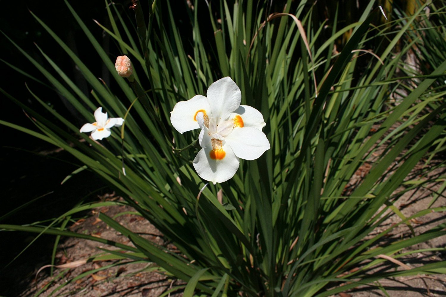 White Iris Flower