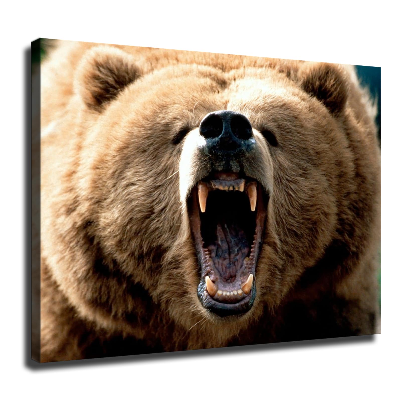 Dibujo De Oso Grizzly Enojado