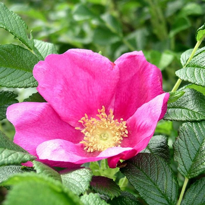 Buy Rosa Rugosa 'Common Wild Rose' Bare Root Hedge - Green Hedging ...