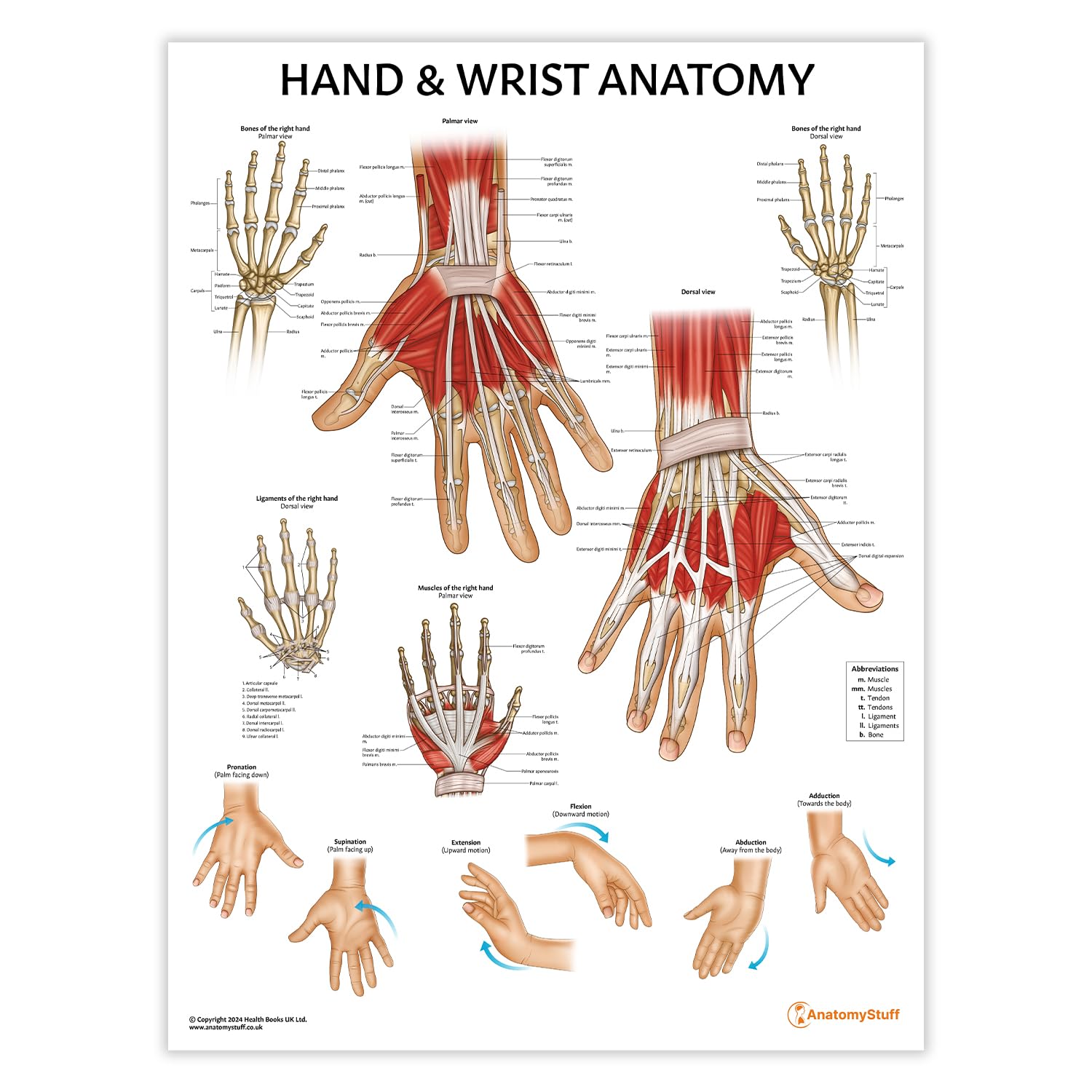 AnatomyStuff Hand and Wrist Anatomy Poster/Chart 45x60cm, 18 x 24 ...