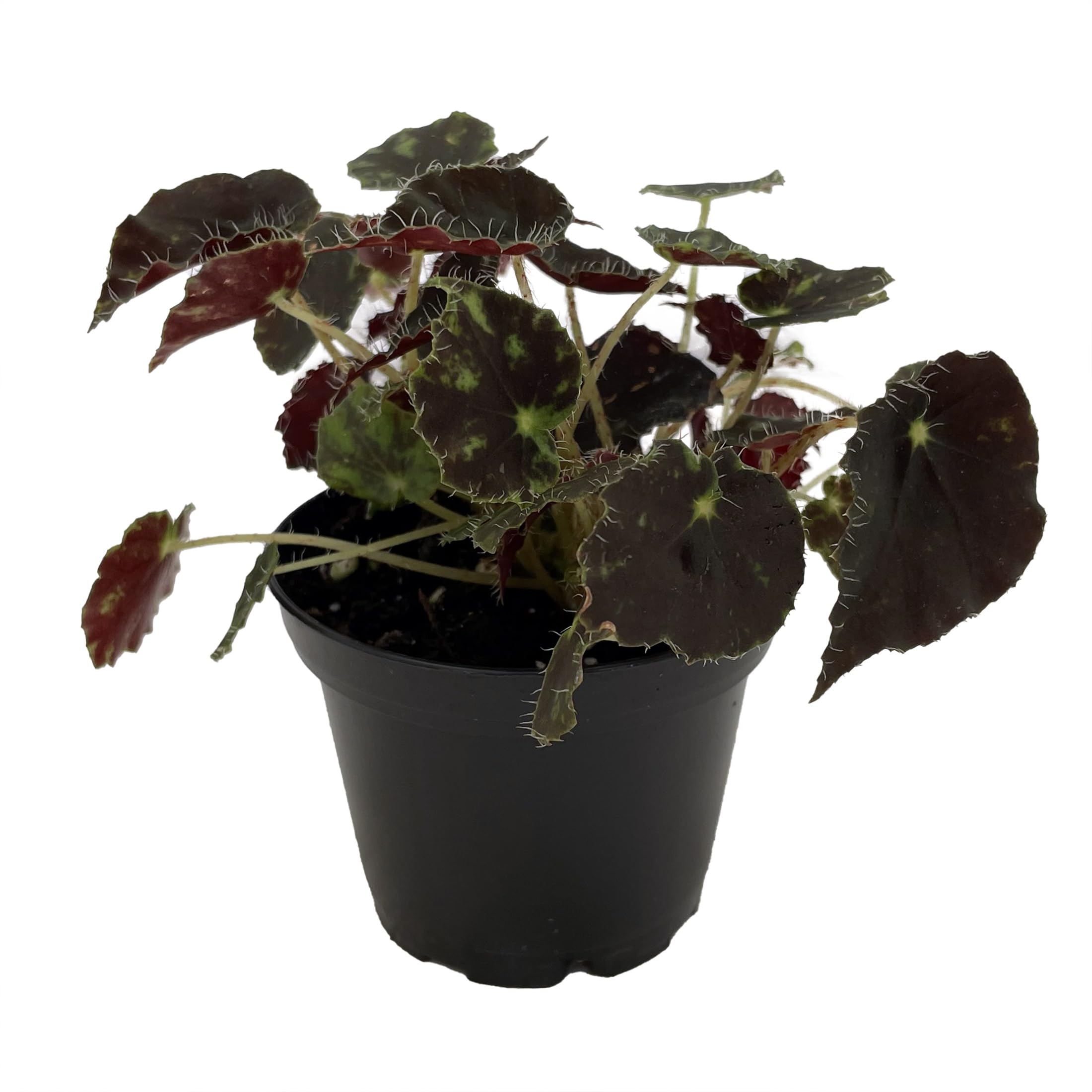 Amazon.com : Micro Mo Begonia Plant - 2.5" Pot - Small Leaves ...