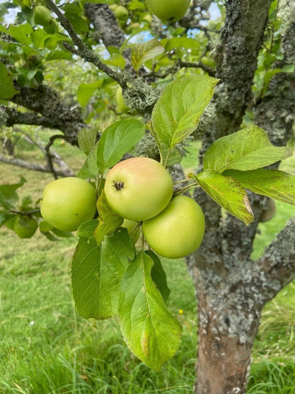 Green Apple Tree 15. Tree Fruit And Nuts | NC State Extension