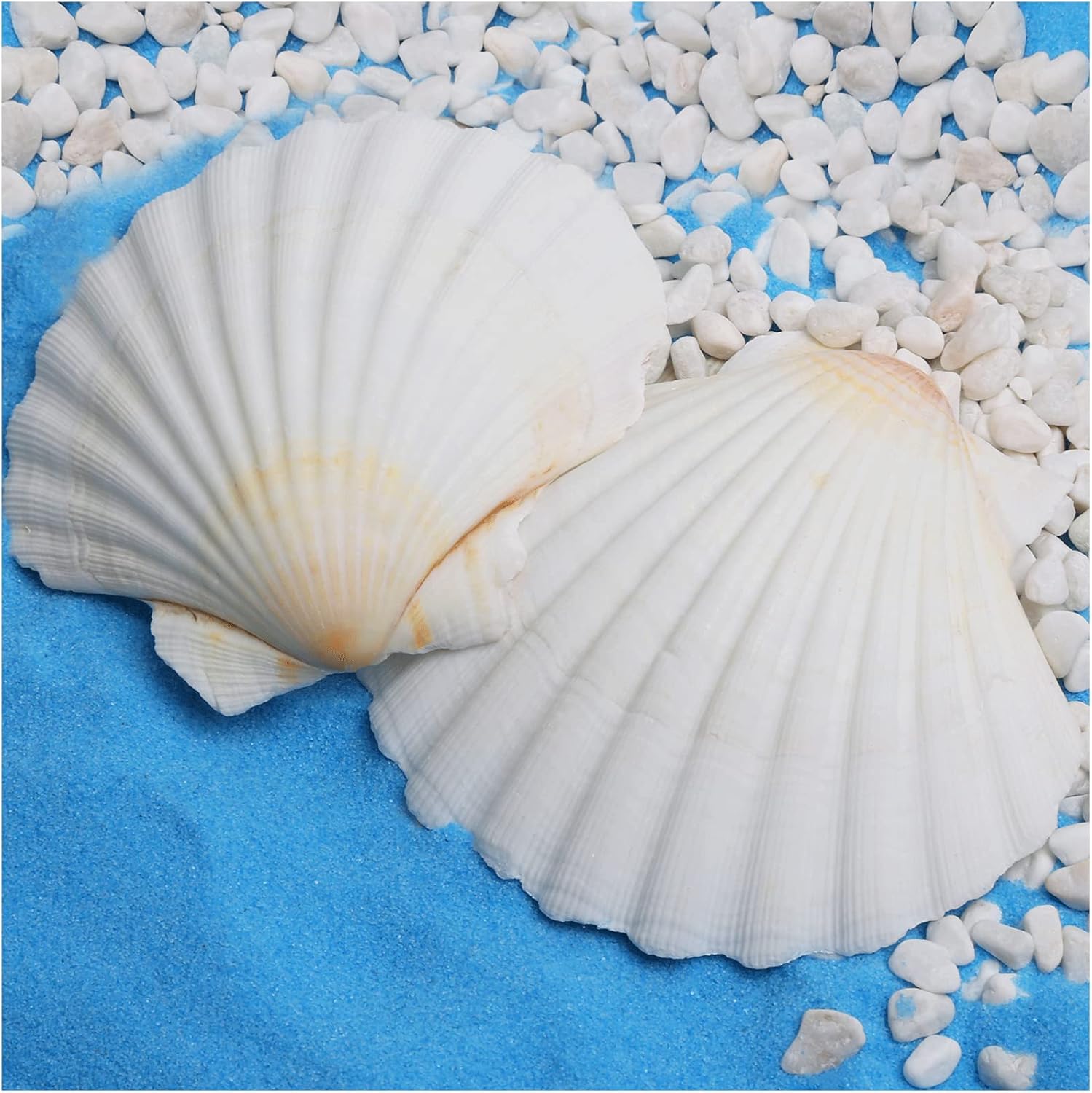 Amazon.com: HOHUCRAB 17pcs 3-3.3inch Scallop Shells, Natural Large ...