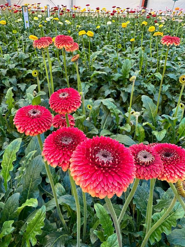 Gerbera daisy flower seeds- Pack of Seeds 6 : Amazon.in: Garden & Outdoors