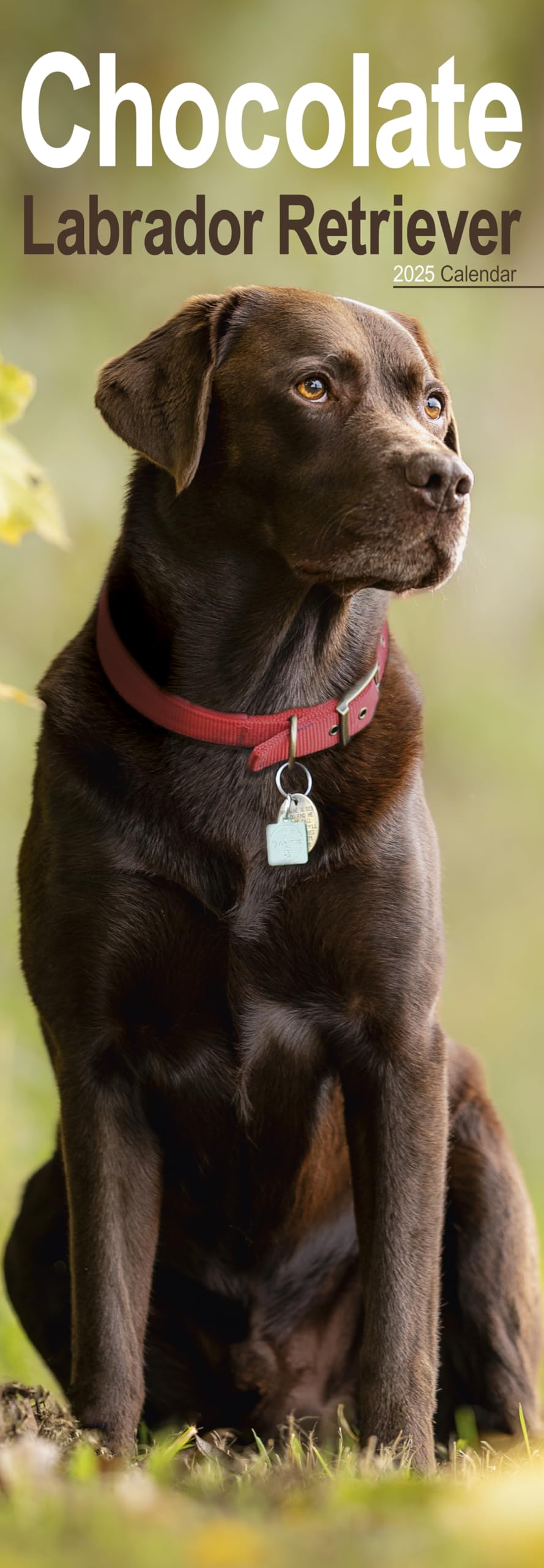 Chocolate Labrador Slim 2025 Slimline Wall Calendar | Dog Breed ...