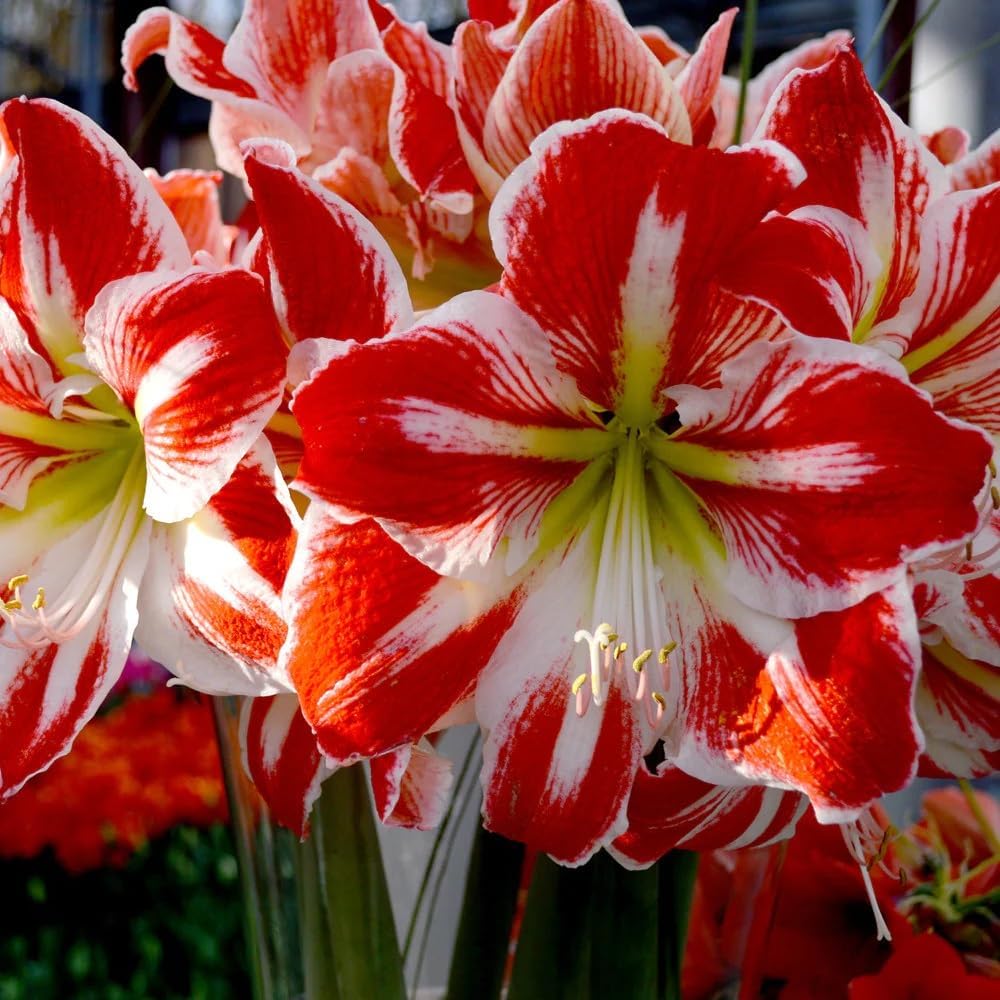 Amazon.com : Votaniki Star of Holland Amaryllis - Large Trumpet Shaped ...