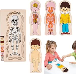 Human Body Structure Puzzle, Human Body Wooden Puzzle - Human Body ...