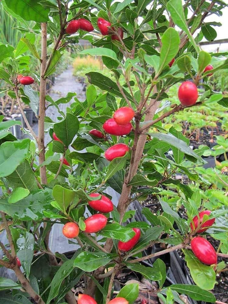 MITU Exotic Miracle Berry/Miracle Fruit Rare Tropical Bush Fruit 1 ...
